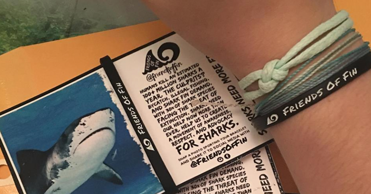 Friends of Fin Help Raise Awareness For All Things Shark